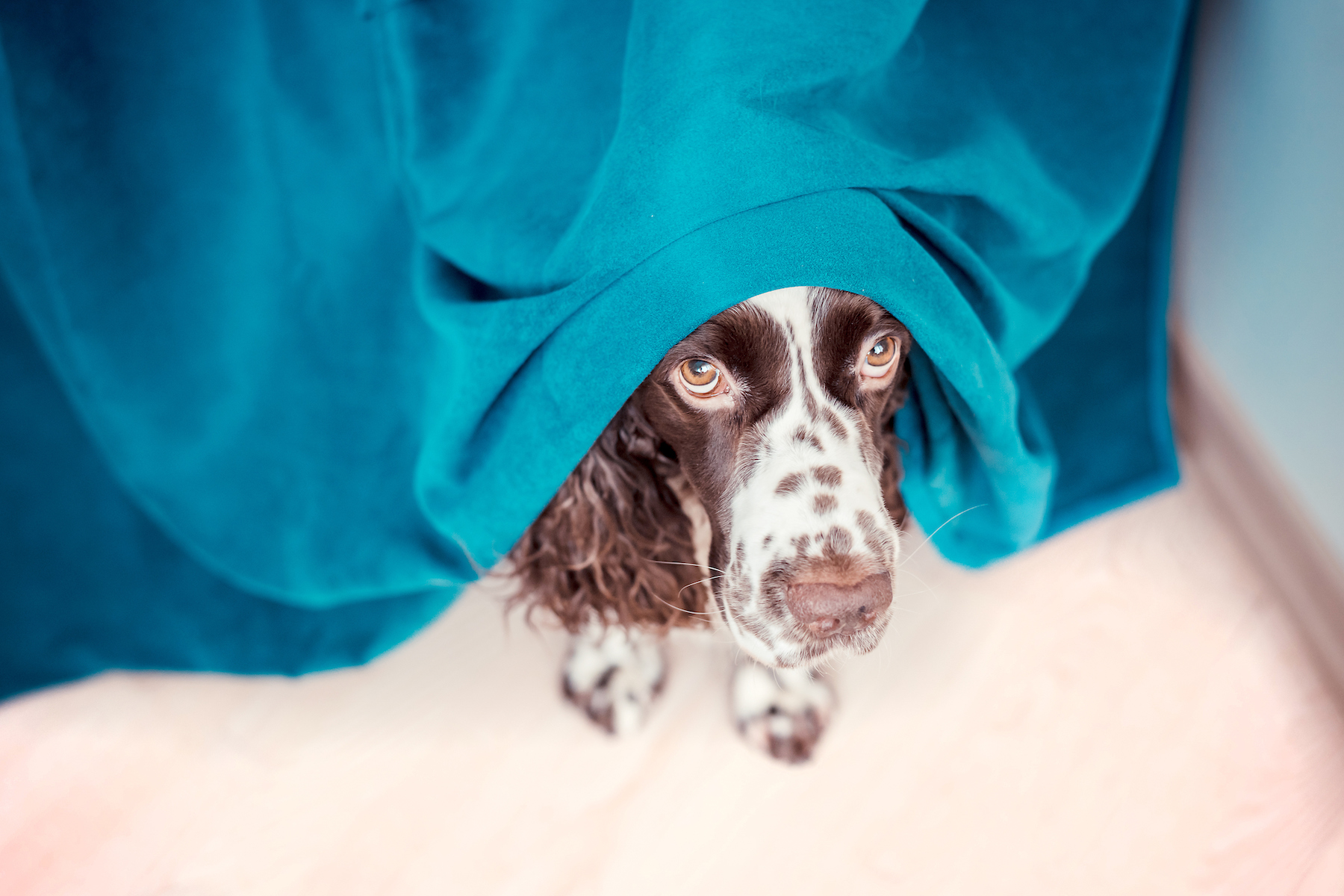 How To Calm Down Dogs During Storms Dog Training Now Charleston